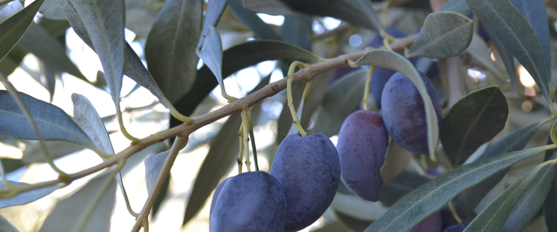 Our Knowledge - Moschos Olives